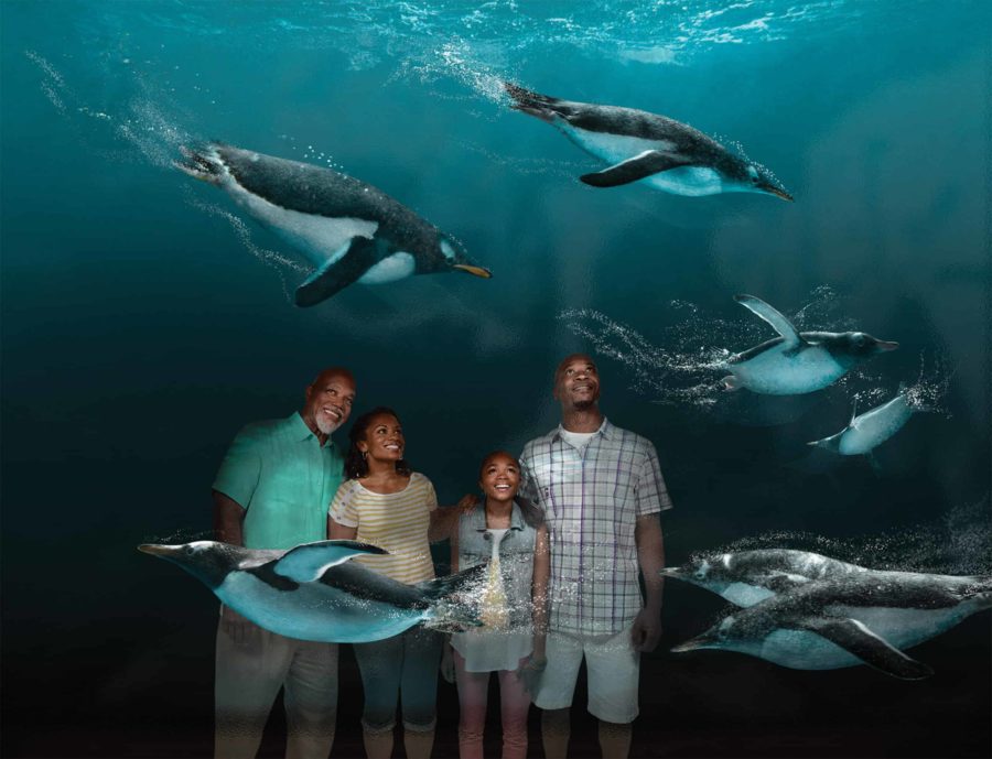 Starting From $39.00 - SeaWorld Orlando 2-Day Ticket Multi-Park In ...