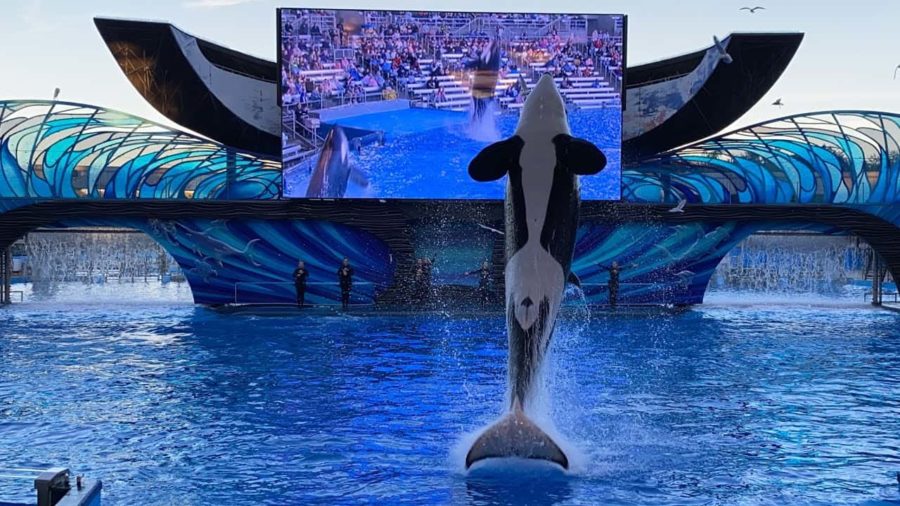 🎟️ SeaWorld Orlando 2-Day Ticket Multi-Park Discount